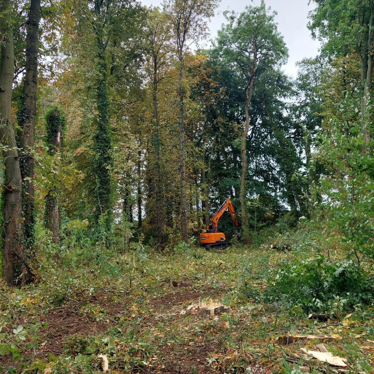 Forestry services | Simpson Arboriculture - Tree Surgery, Forestry ...